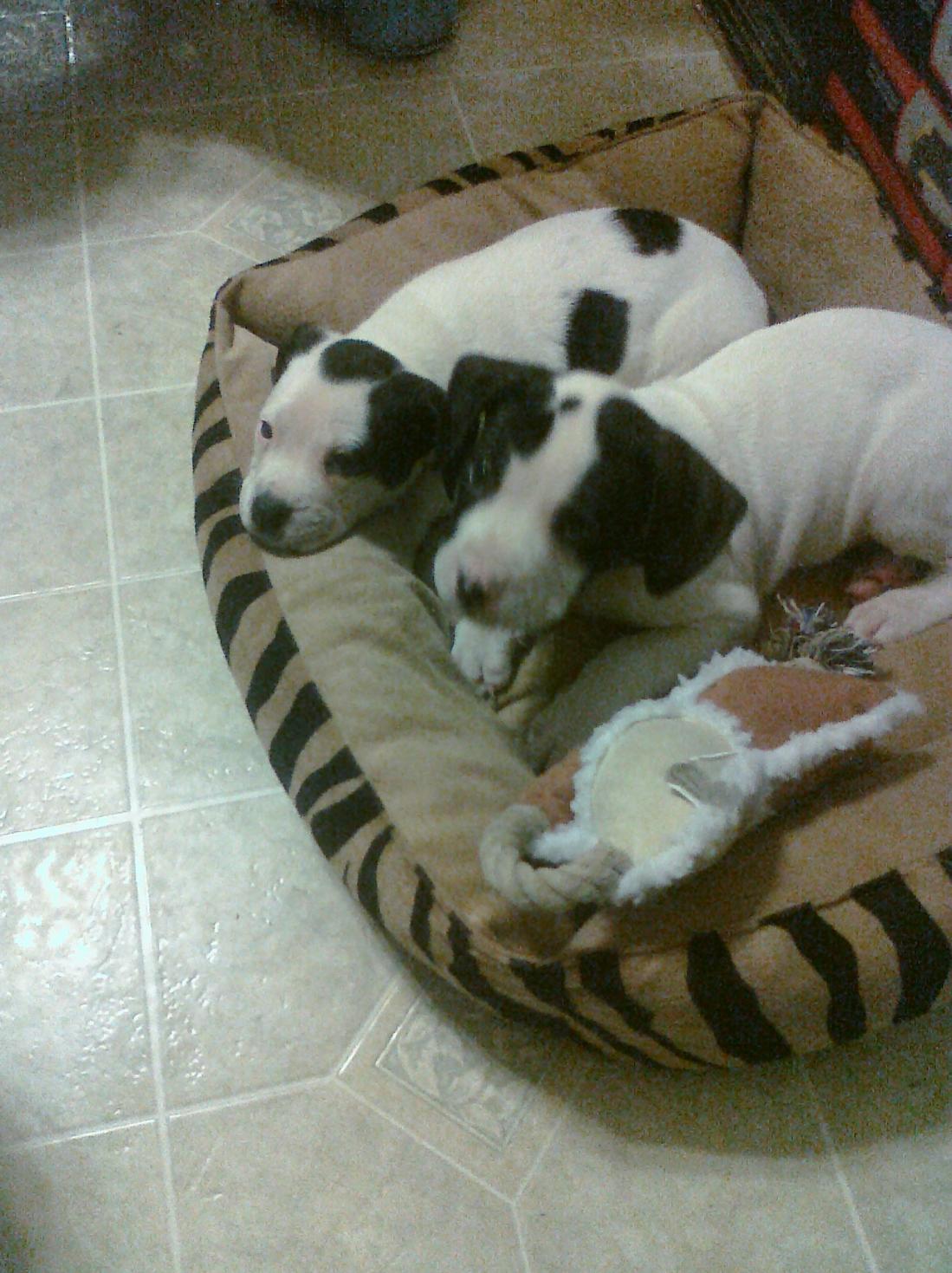 American Bulldog/Dogo Argentino - Pet forum for dogs cats and humans ...